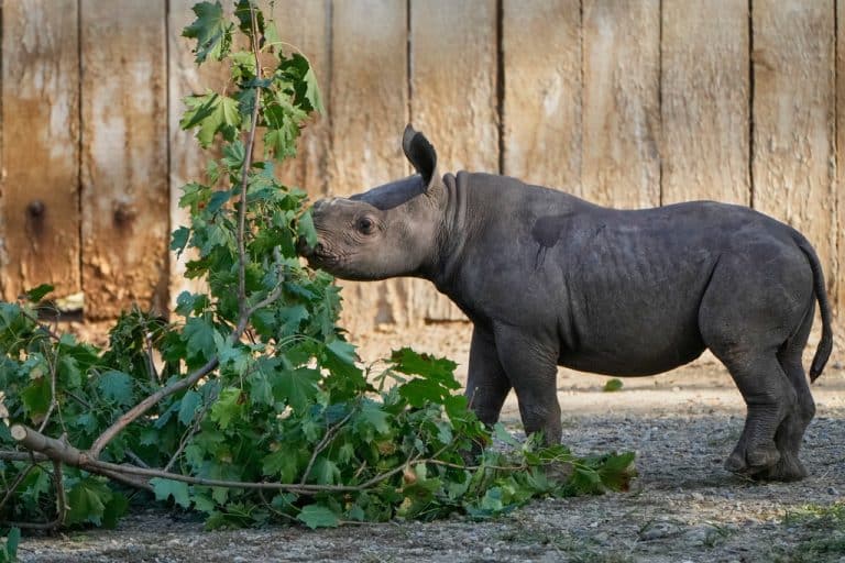 Critically endangered baby black rhino makes its debut at Cleveland zoo ...